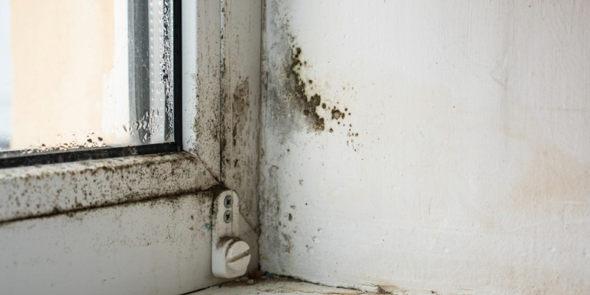 White Mold vs. Black Mold: Key Differences & Removal Tips