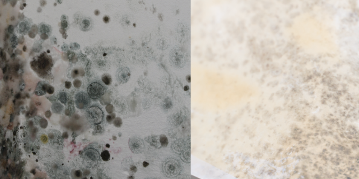 White Mold vs. Black Mold: Key Differences & Removal Tips